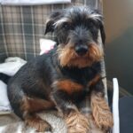 Dachshund Mixes: Discover 33 Adorable Hybrid Doxies [2024]