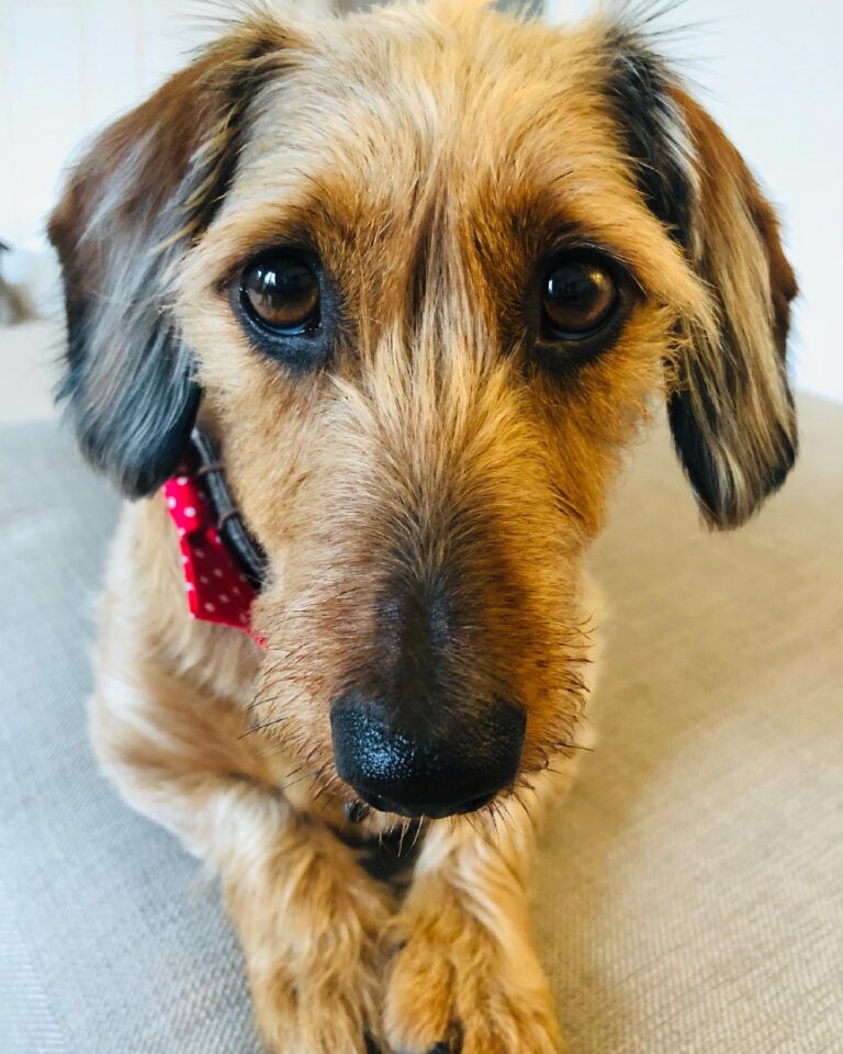 Dachshund Mixes: Discover 33 Adorable Hybrid Doxies [2024]