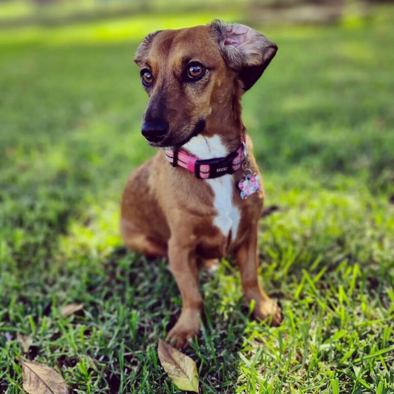 Dachshund Mixes: Discover 33 Adorable Hybrid Doxies [2024]