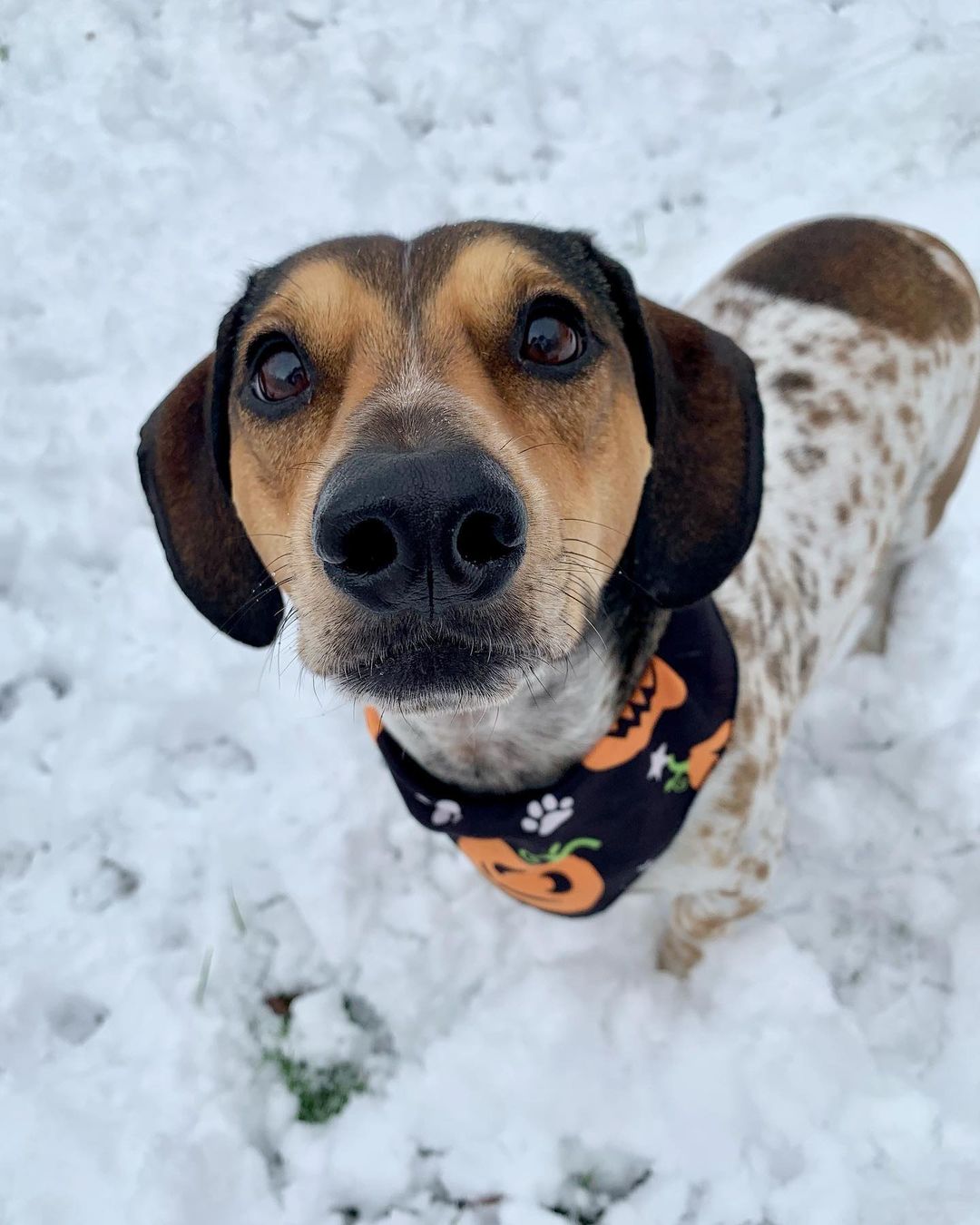 Dachshund Mixes: Discover 33 Adorable Hybrid Doxies [2024]
