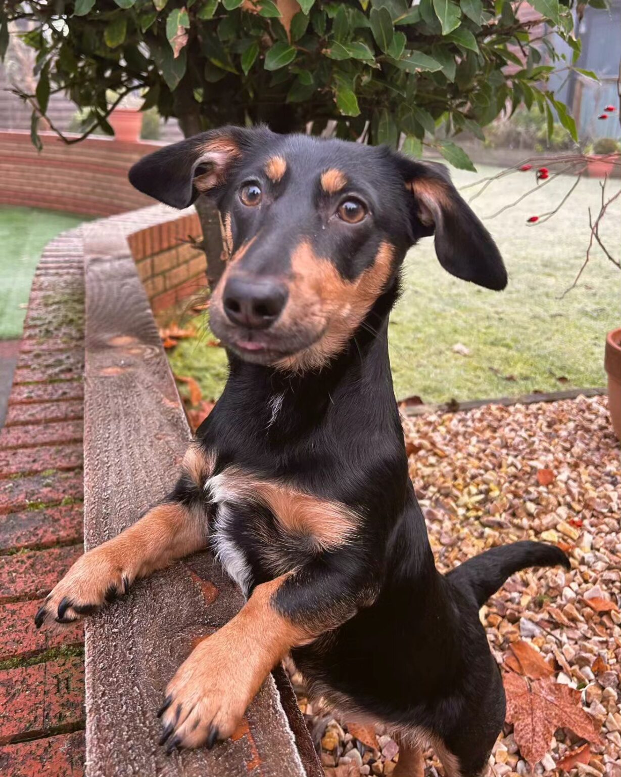 Dachshund Mixes: Discover 33 Adorable Hybrid Doxies [2024]