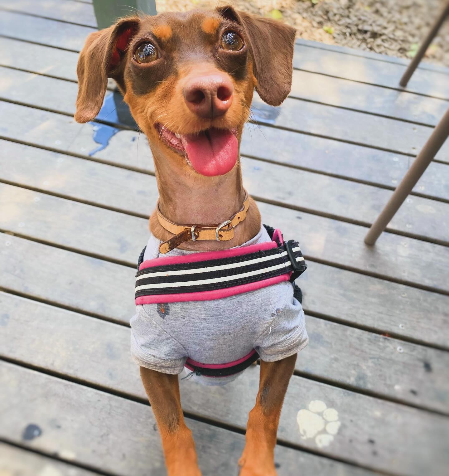 Dachshund Mixes: Discover 33 Adorable Hybrid Doxies [2024]