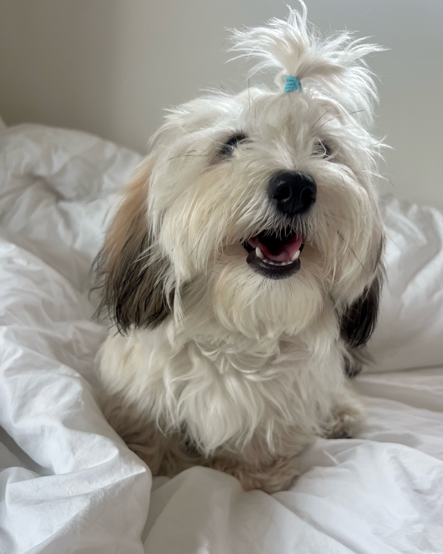 Dachshund Mixes: Discover 33 Adorable Hybrid Doxies [2024]