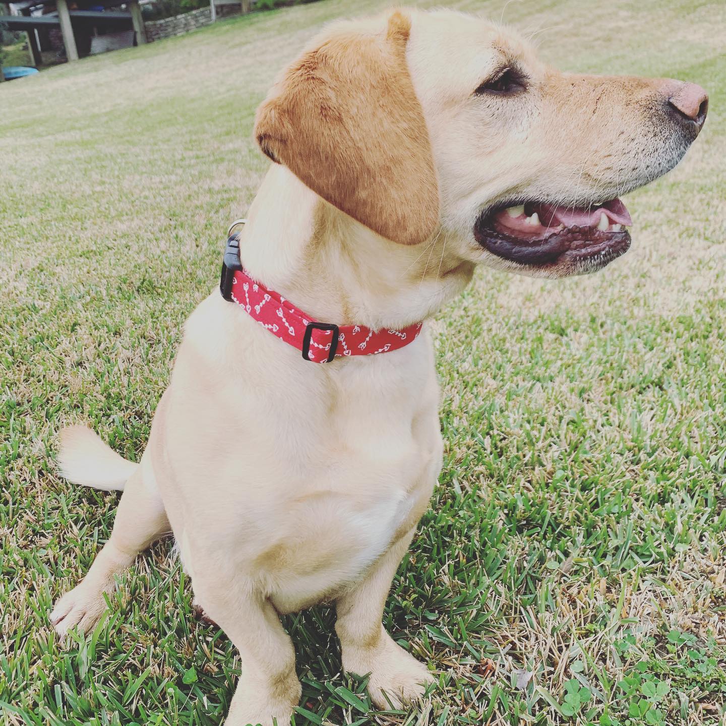 Labrador Retriever Mixes: List of the 37 Most Popular Hybrid Labs [2024]