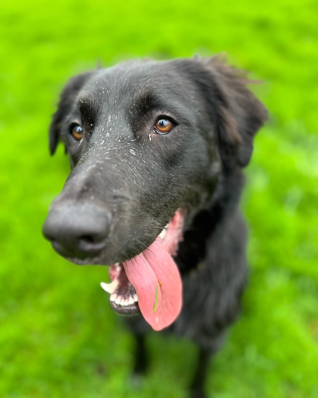 Labrador Retriever Mixes: List of the 37 Most Popular Hybrid Labs [2024]