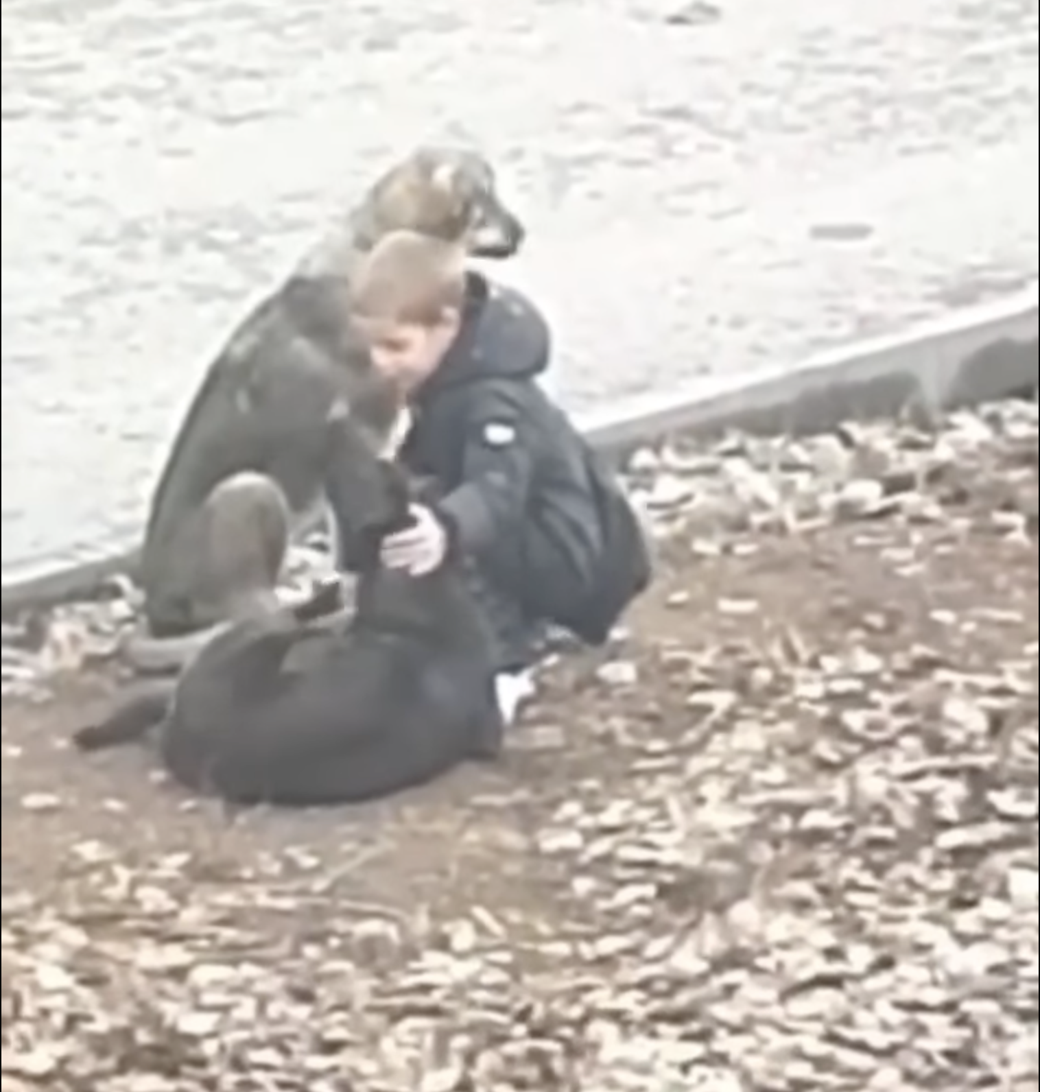 Little Boy Rescues Dogs: Heartwarming Tale of Courage and Friendship