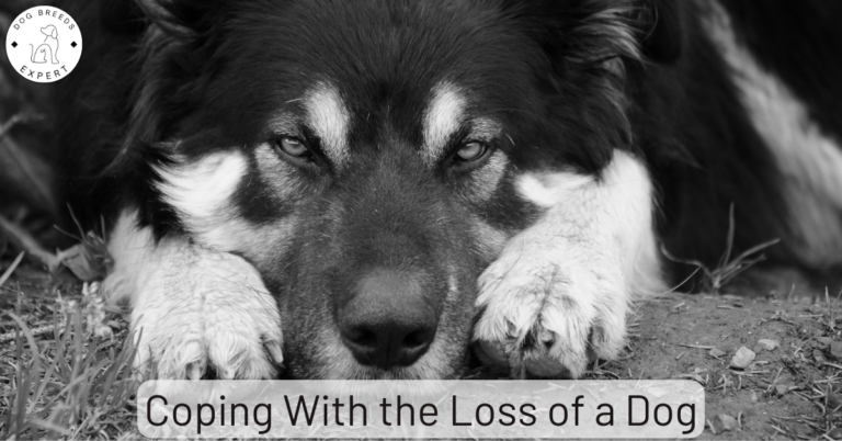 Coping with the Loss of a Dog: Healing and Moving Forward