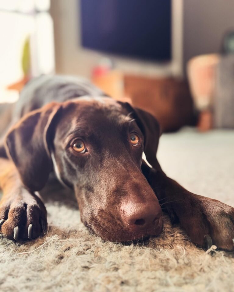 Labrador Retriever Mixes: List of the 37 Most Popular Hybrid Labs [2024]