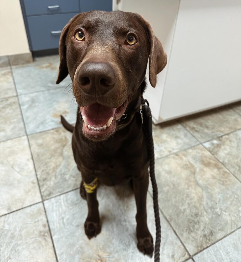 Labrador Retriever Mixes: List of the 37 Most Popular Hybrid Labs [2024]