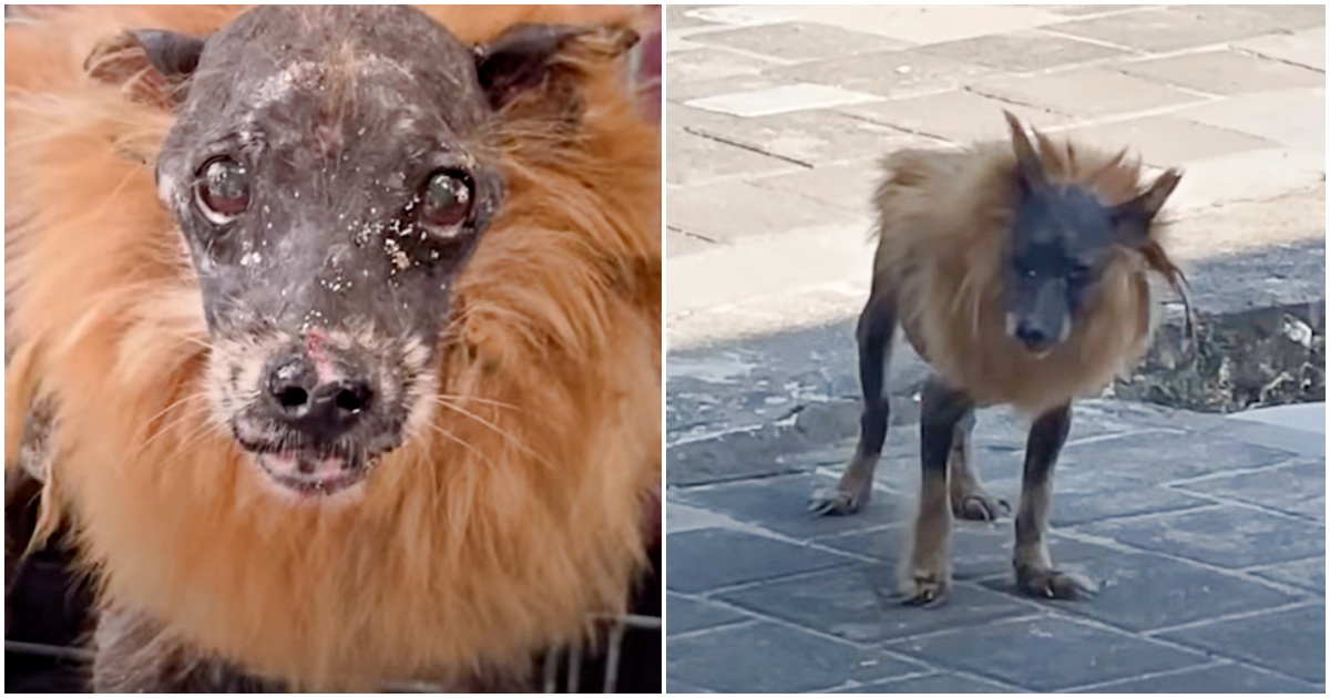 Hank the Lion Dog: They laughed and took pictures, but no one helped him