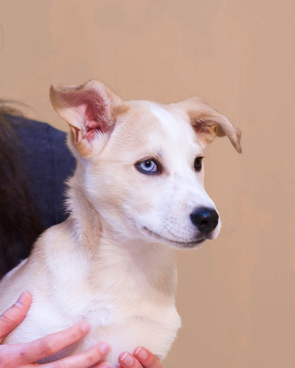 Labrador Retriever Mixes: List of the 37 Most Popular Hybrid Labs [2024]