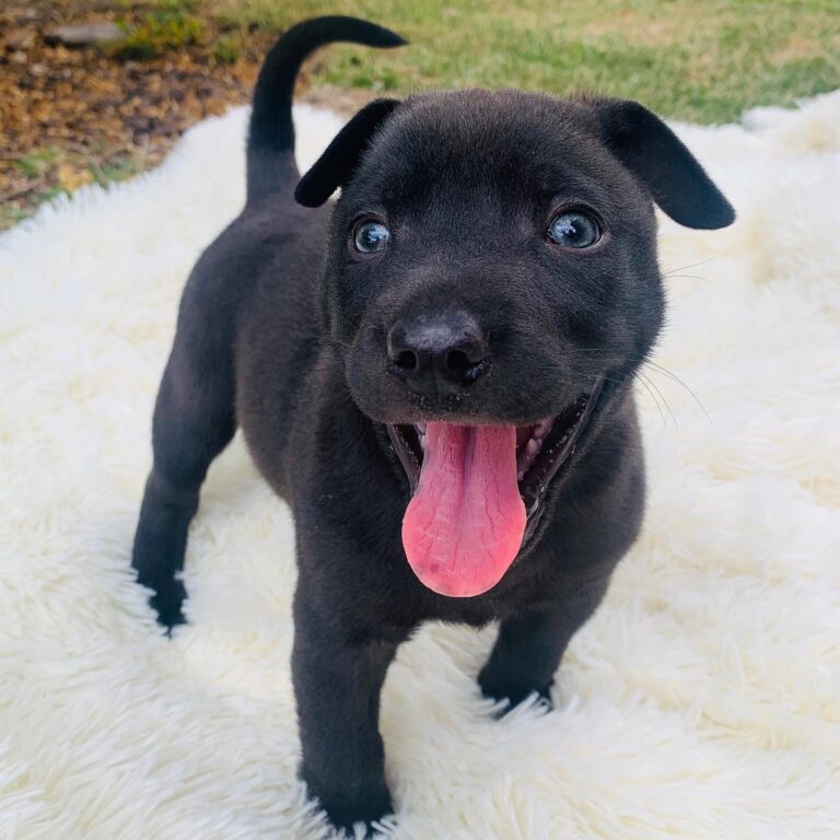 Labrador Retriever Mixes: List of the 37 Most Popular Hybrid Labs [2024]