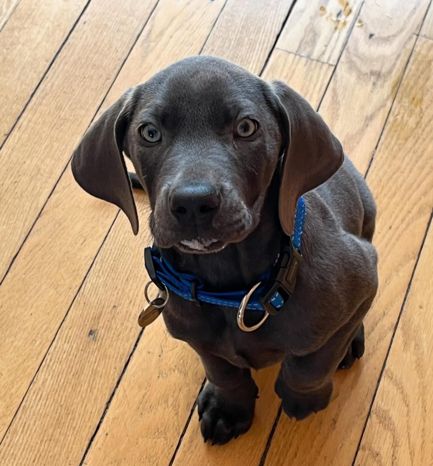 Labrador Retriever Mixes: List of the 37 Most Popular Hybrid Labs [2024]