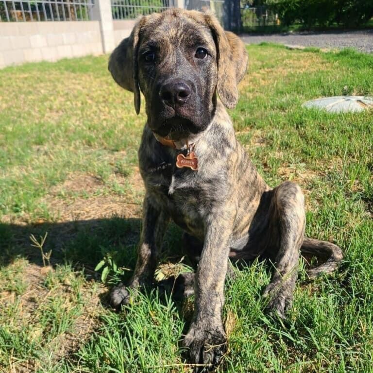 Labrador Retriever Mixes: List of the 37 Most Popular Hybrid Labs [2024]