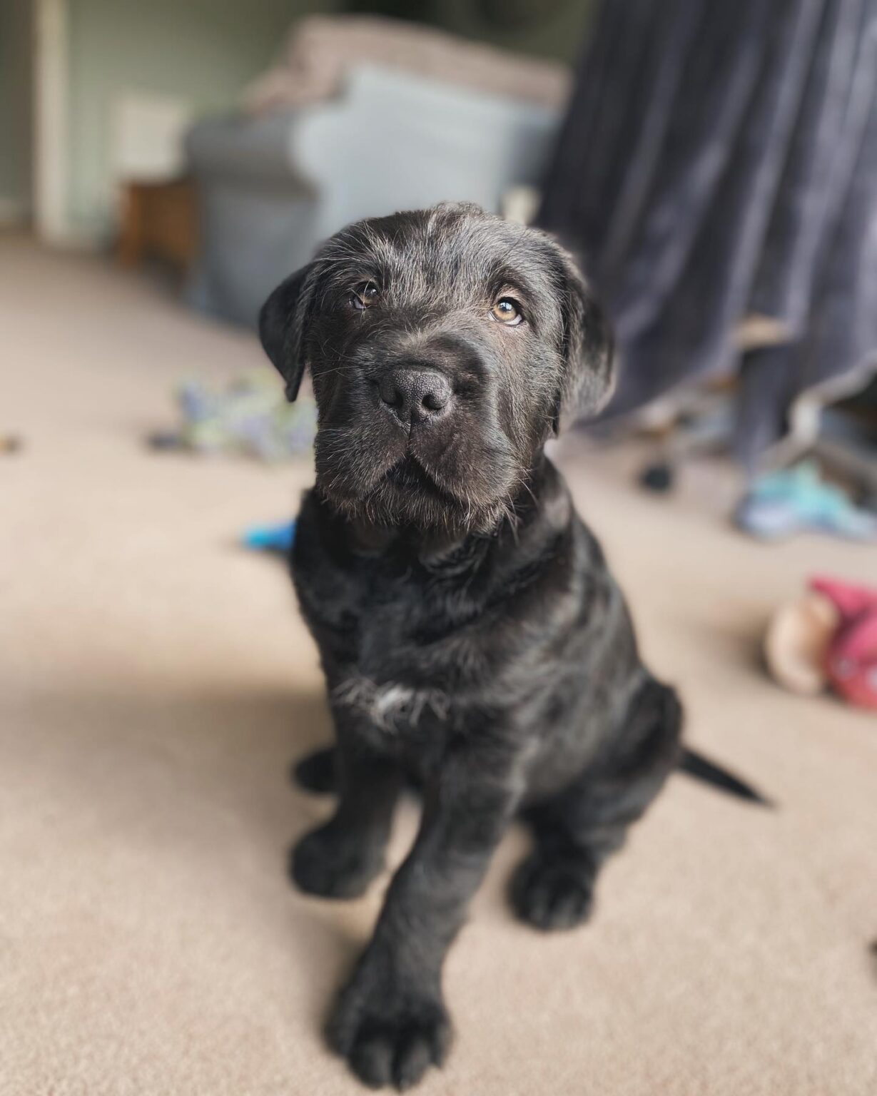 Labrador Retriever Mixes: List of the 37 Most Popular Hybrid Labs [2024]