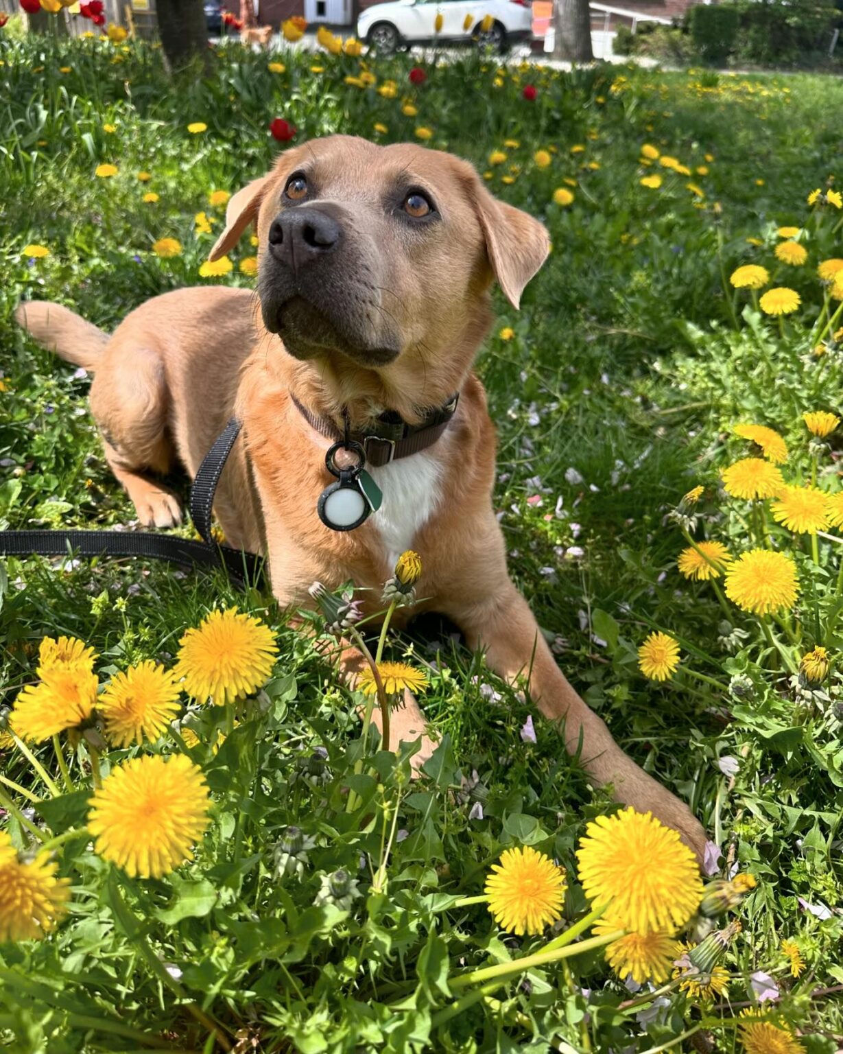 Labrador Retriever Mixes: List of the 37 Most Popular Hybrid Labs [2024]