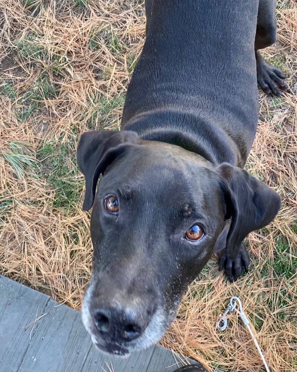 Labrador Retriever Mixes: List of the 37 Most Popular Hybrid Labs [2024]