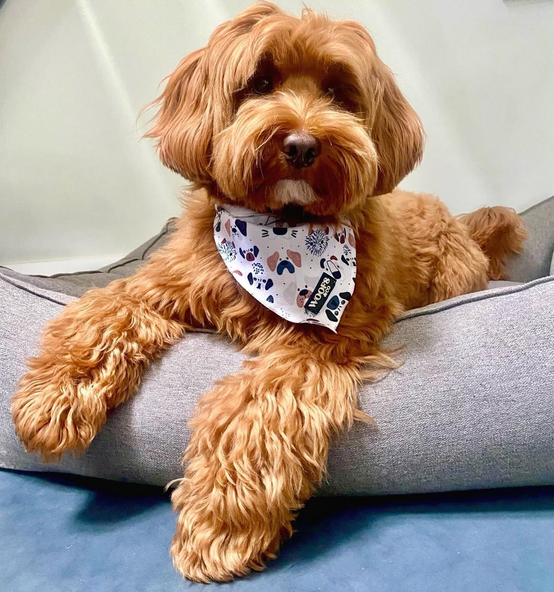 Labrador Retriever Mixes: List of the 37 Most Popular Hybrid Labs [2024]