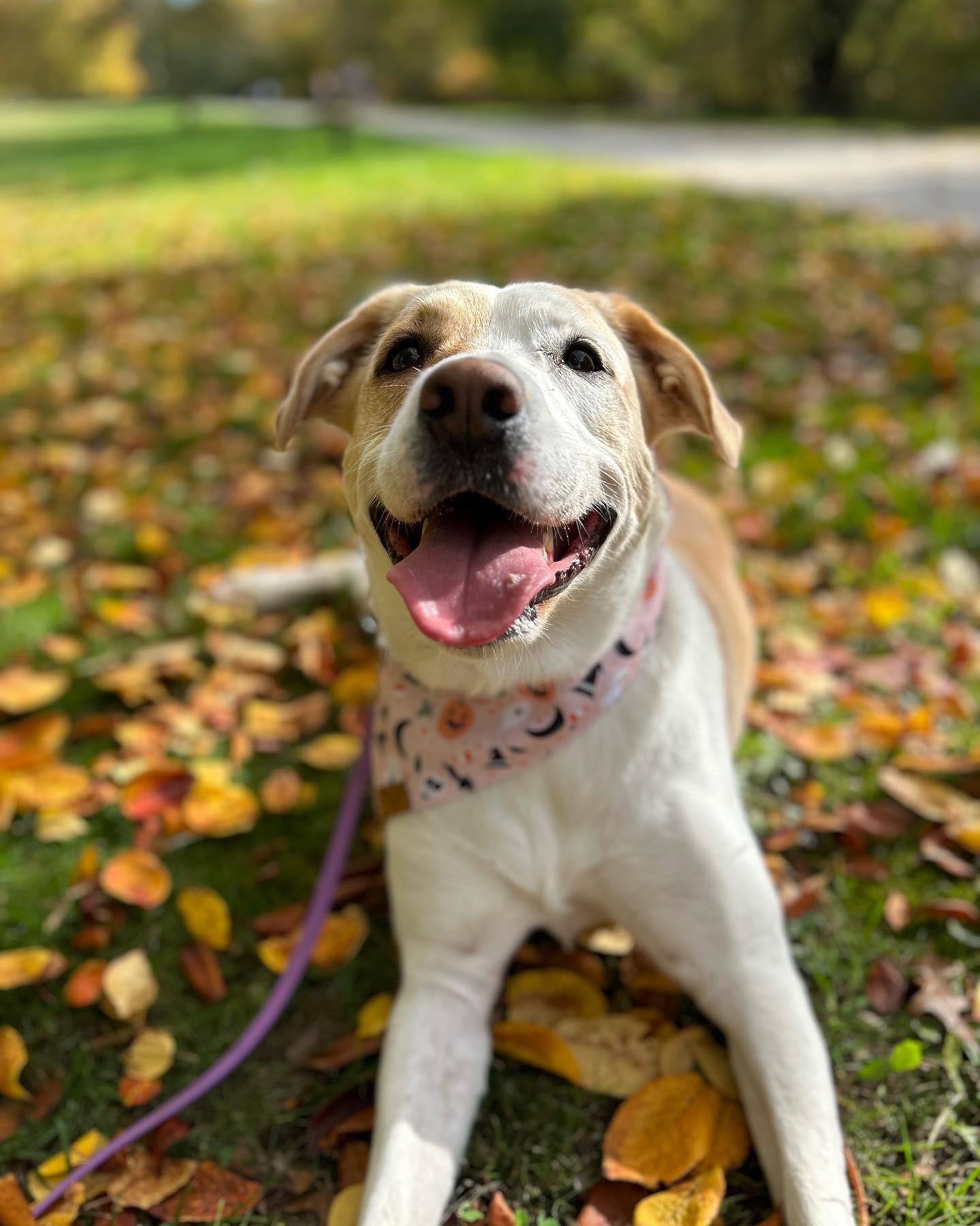 Labrador Retriever Mixes: List of the 37 Most Popular Hybrid Labs [2024]