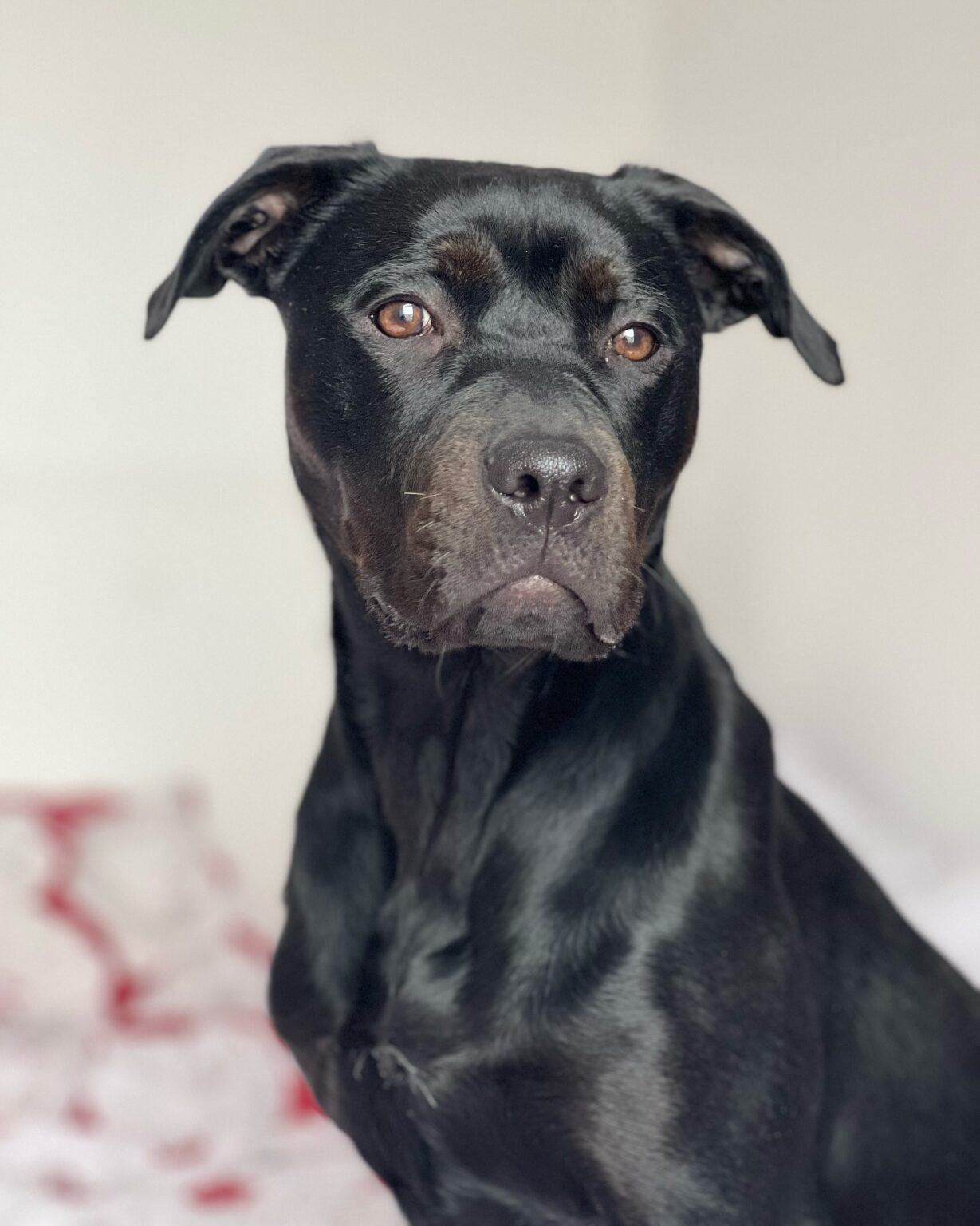 Labrador Retriever Mixes: List of the 37 Most Popular Hybrid Labs [2024]