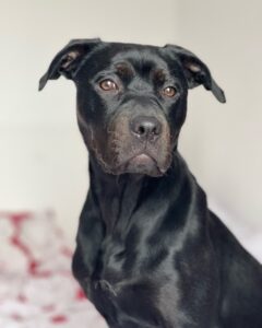 Labrador Retriever Mixes: List of the 37 Most Popular Hybrid Labs [2024]