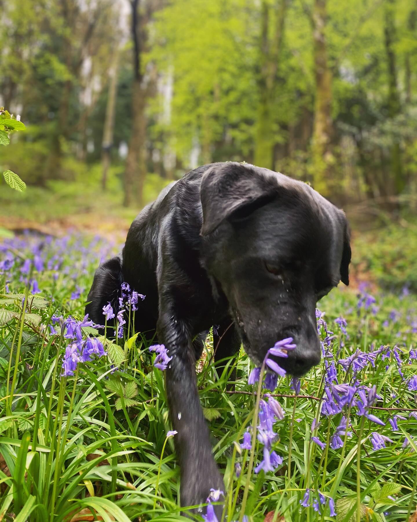 Labrador Retriever Mixes: List of the 37 Most Popular Hybrid Labs [2024]