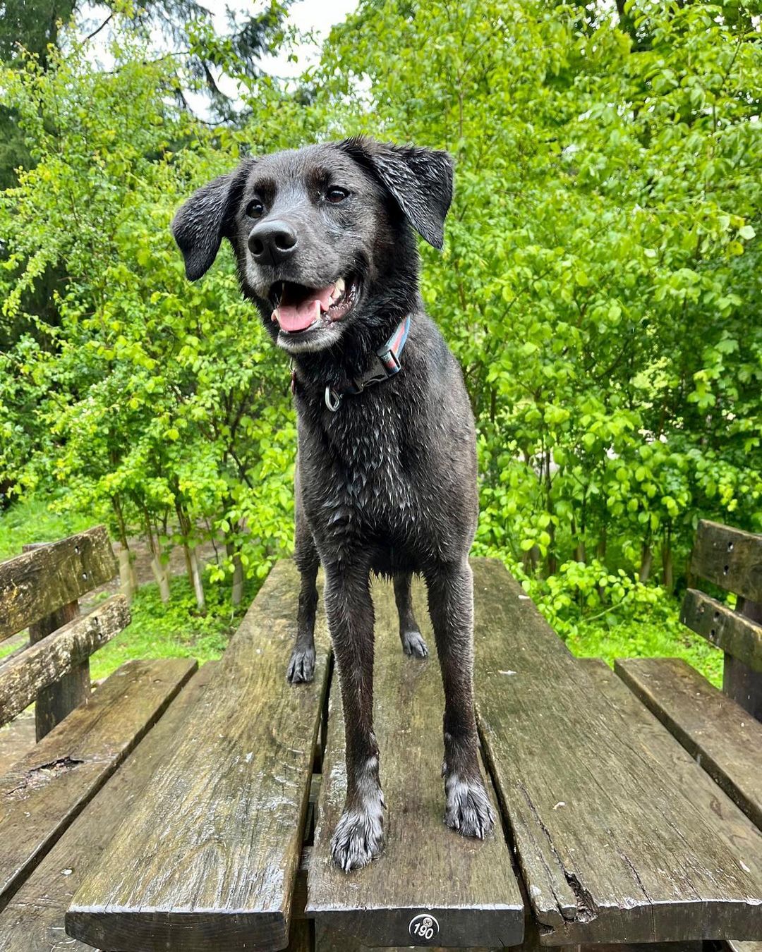 Labrador Retriever Mixes: List of the 37 Most Popular Hybrid Labs [2024]