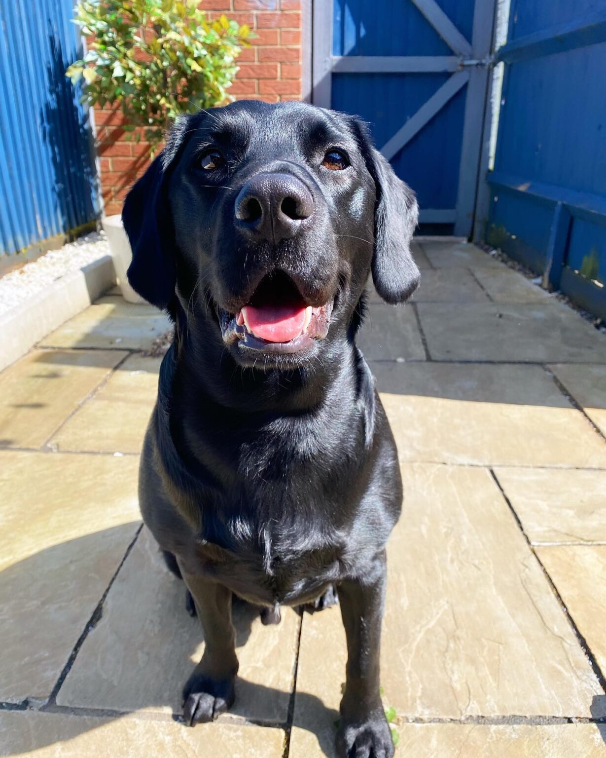 Labrador Retriever Mixes: List of the 37 Most Popular Hybrid Labs [2024]