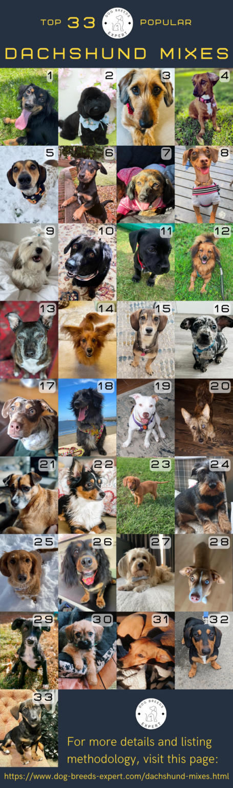 Dachshund Mixes: Discover 33 Adorable Hybrid Doxies [2024]
