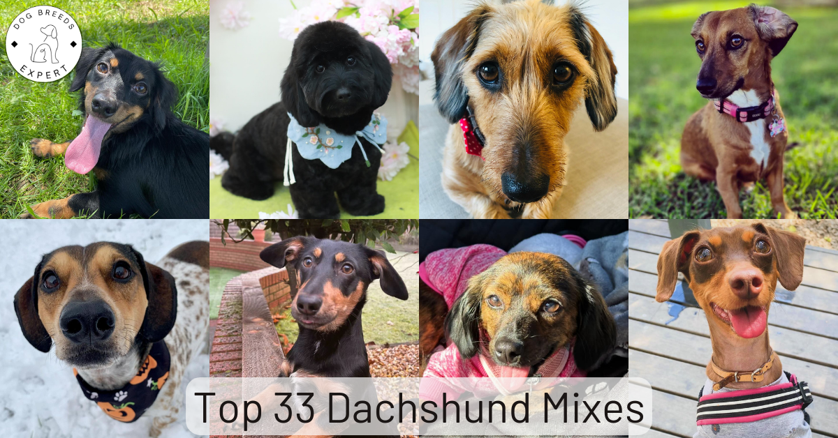 Dachshund Mixes: Discover 33 Adorable Hybrid Doxies [2025]