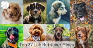 Labrador Retriever Mixes: List of the 37 Most Popular Hybrid Labs [2025]
