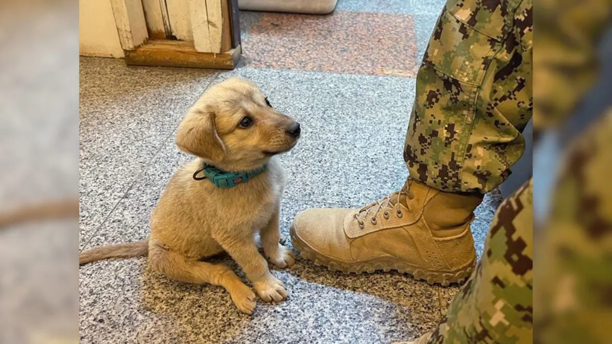 Stray Puppy Enters Naval Base and Finds His Forever Home