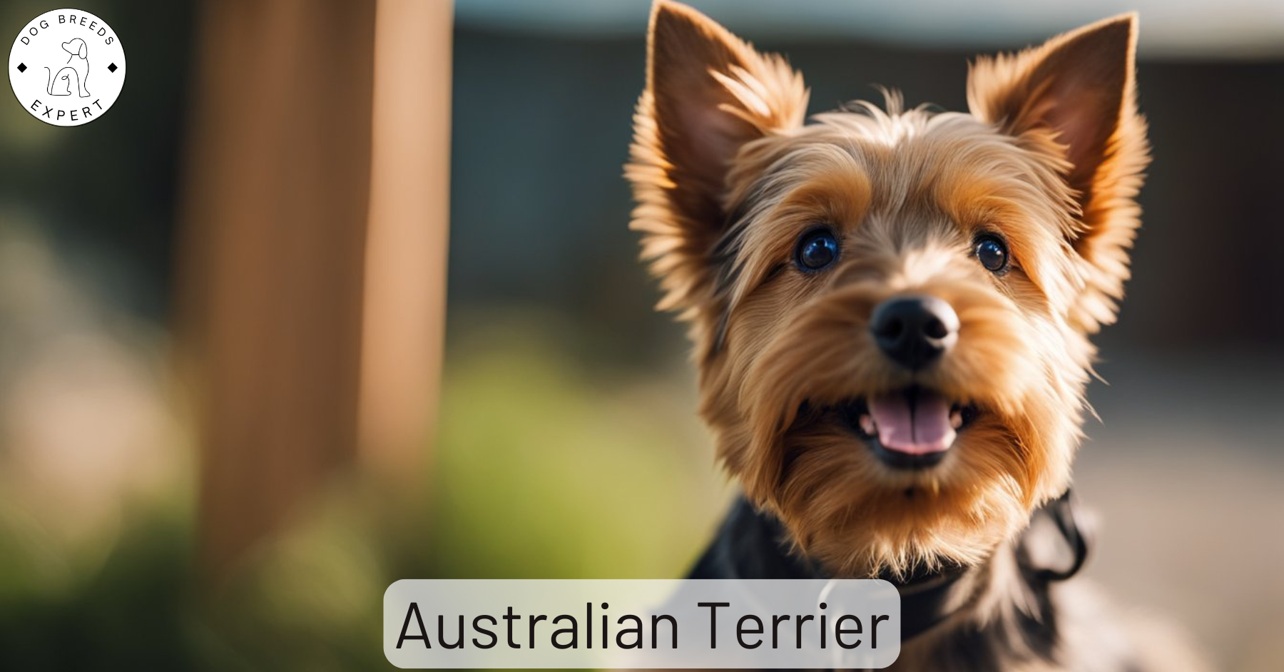 Boxer Dog Breed: Facts, Photos And All The Info You Need!