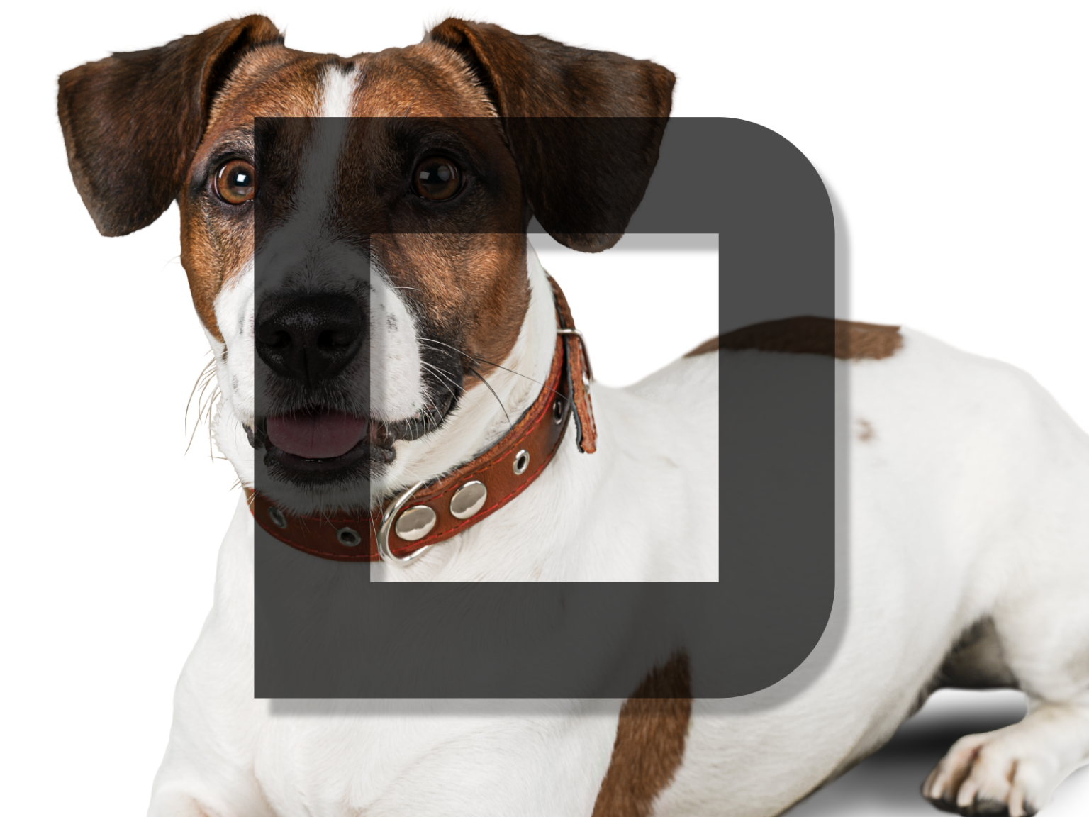 Dog Names Beginning with D: 200+ Delightful Options for Your Furry Friend