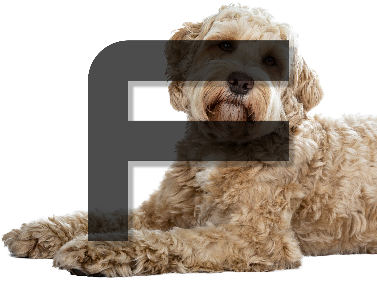 Dog Names Beginning with F: 200+ Fabulous Furry Friend Monikers
