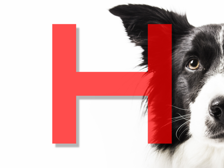 Dog Names Beginning with Z: 200+ Unique Ideas for Your Furry Friend