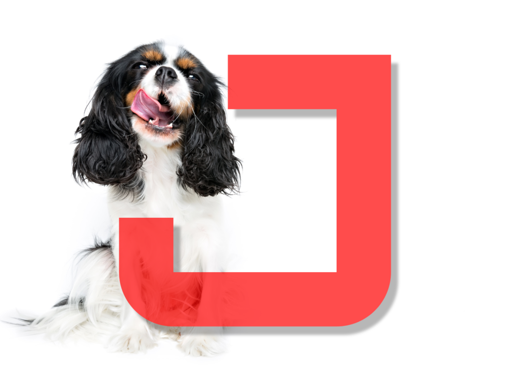 Dog Names Beginning With P 215 Perfect Puppy Name Ideas