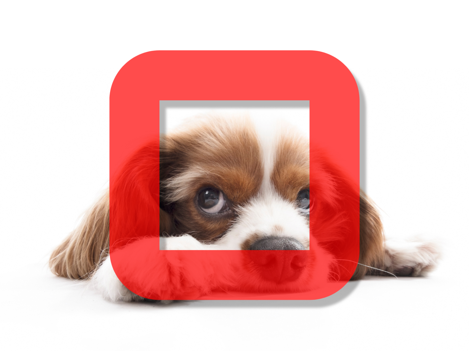 Dog Names Beginning with O: 200+ Adorable Options for Your Furry Friend