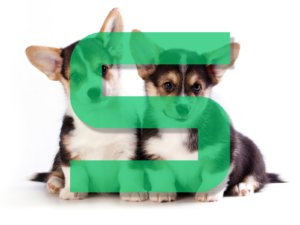 Dog Names Beginning with S: 225+ Sweet & Stylish Puppy Name Ideas