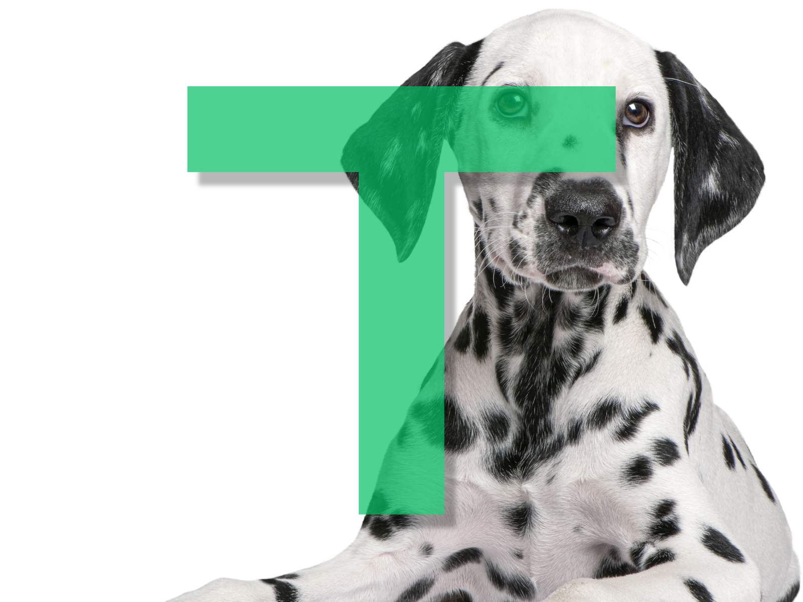 Dog Names Beginning with T: 225 Terrific Ideas for Your New Pup