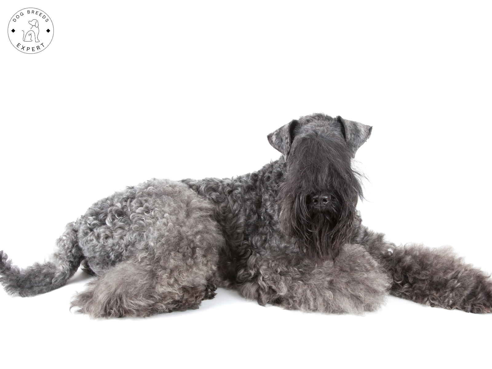 Kerry Blue Terrier Names: 200+ Charming Ideas for Your Blue-Coated Friend