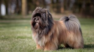 Lhasa Apso Names: 200+ Adorable and Meaningful Ideas for Your Tibetan ...