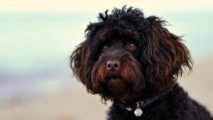 Portuguese Water Dog Names: 200+ Adorable Ideas for Your Nautical Companion