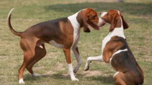 Redbone Coonhound Names: 200+ Friendly Ideas for Your Southern Hunting ...
