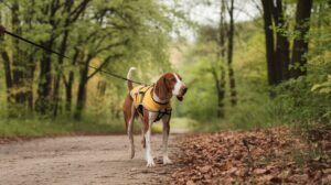 Redbone Coonhound Names: 200+ Friendly Ideas for Your Southern Hunting ...