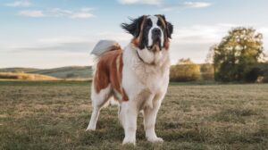 Saint Bernard Names: 200+ Adorable and Majestic Options for Your Gentle ...