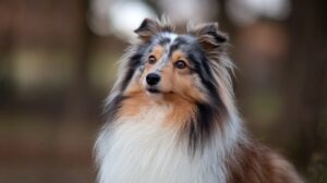 Shetland Sheepdog Names: 200+ Friendly Ideas for Your New Furry Friend