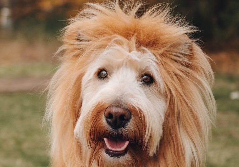 7 Trendy Labradoodle Haircuts You’ll Love