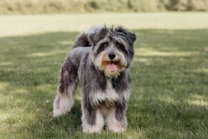 Grey Dog Names: 100+ Unique and Cute Ideas for Your Pup