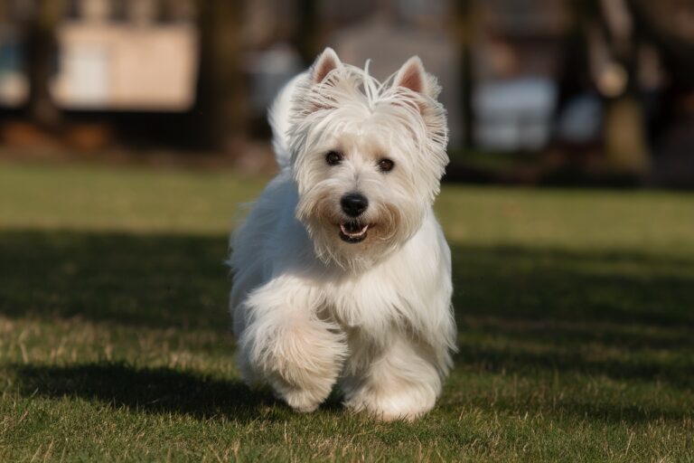 West Highland White Terrier Names: 200+ Fun and Adorable Ideas for Your ...